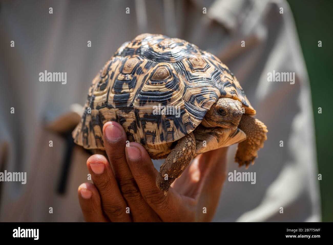 Serengeti tortoise hi-res stock photography and images - Alamy