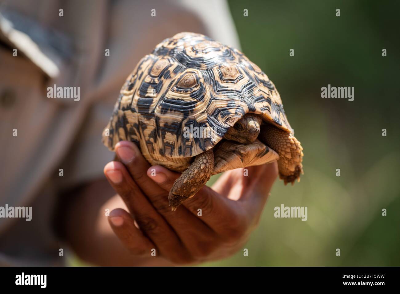 Man holds leopard tortoise hiding in shell Stock Photo - Alamy