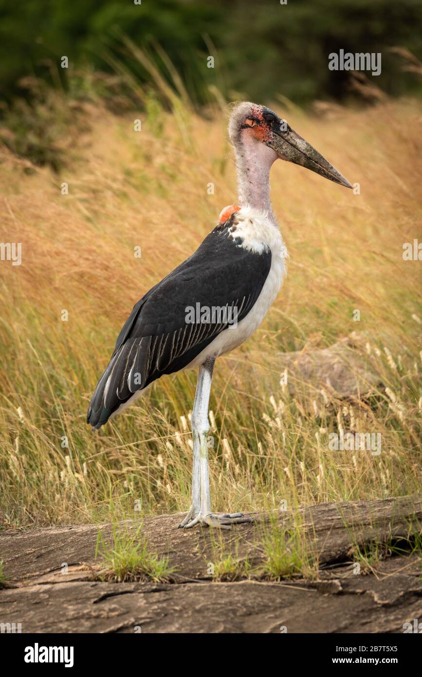 Marabou stork in camp hi-res stock photography and images - Alamy