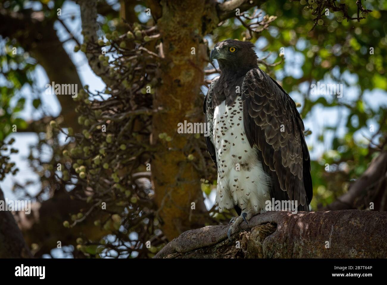 Left facing eagle hi-res stock photography and images - Alamy