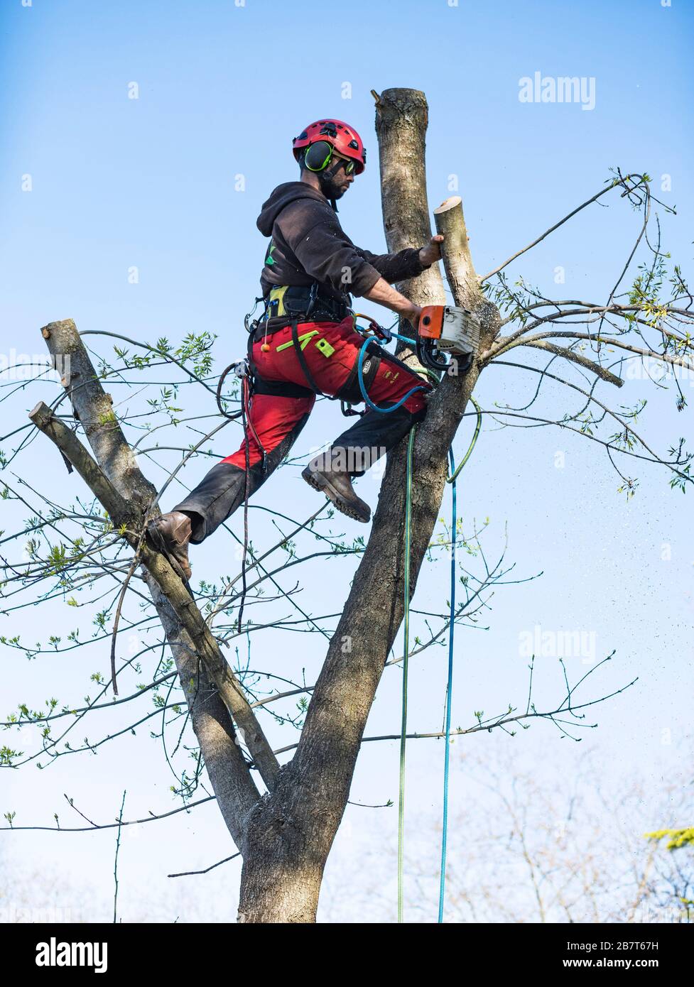 Lumberjack with chainsaw and harness pruning a tree Stock Photo - Alamy