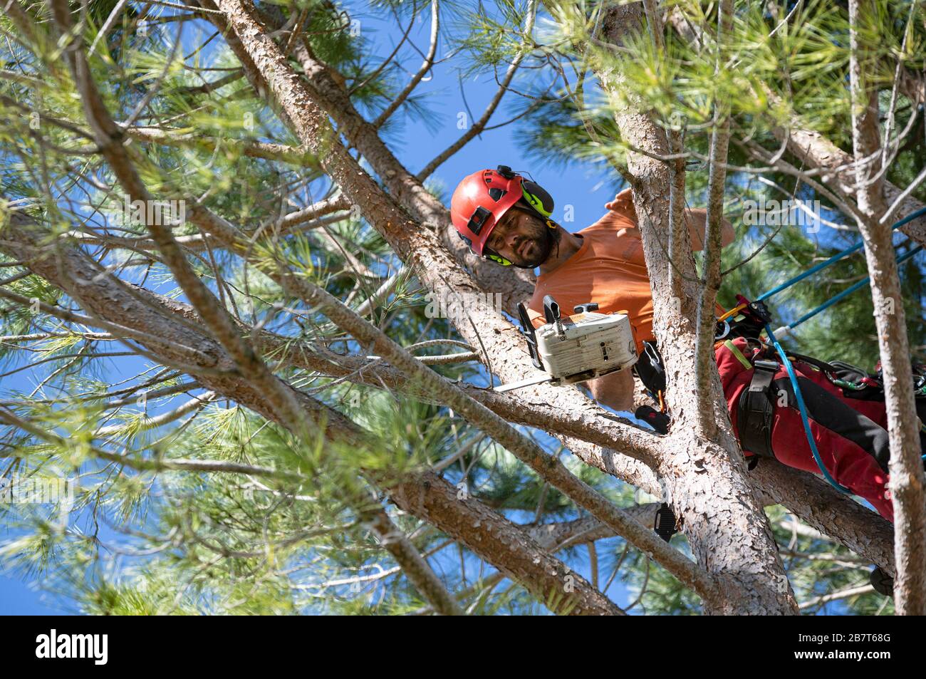 Lumberjack with chainsaw and harness pruning a tree Stock Photo - Alamy