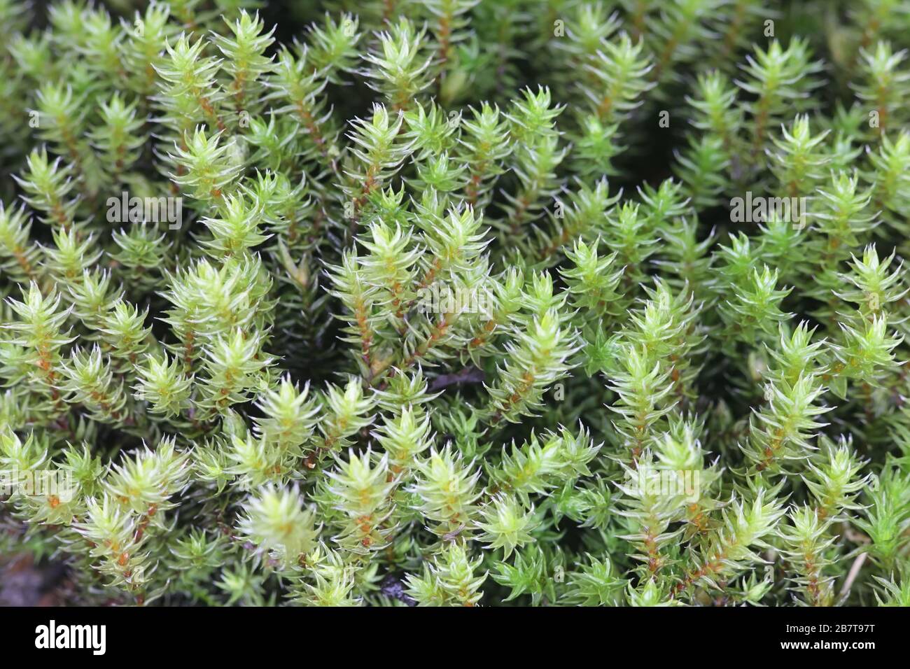 Hedwigia ciliata, known as white-tipped moss Stock Photo - Alamy