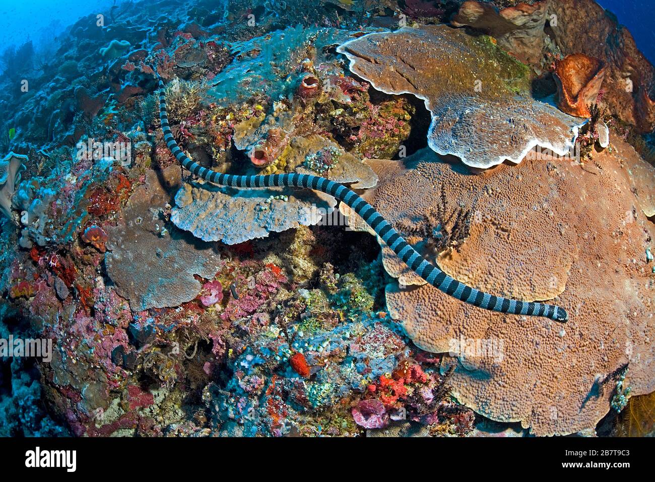 Banded Sea Krait or Yellow-lipped Sea Krait (Laticauda colubrina ...
