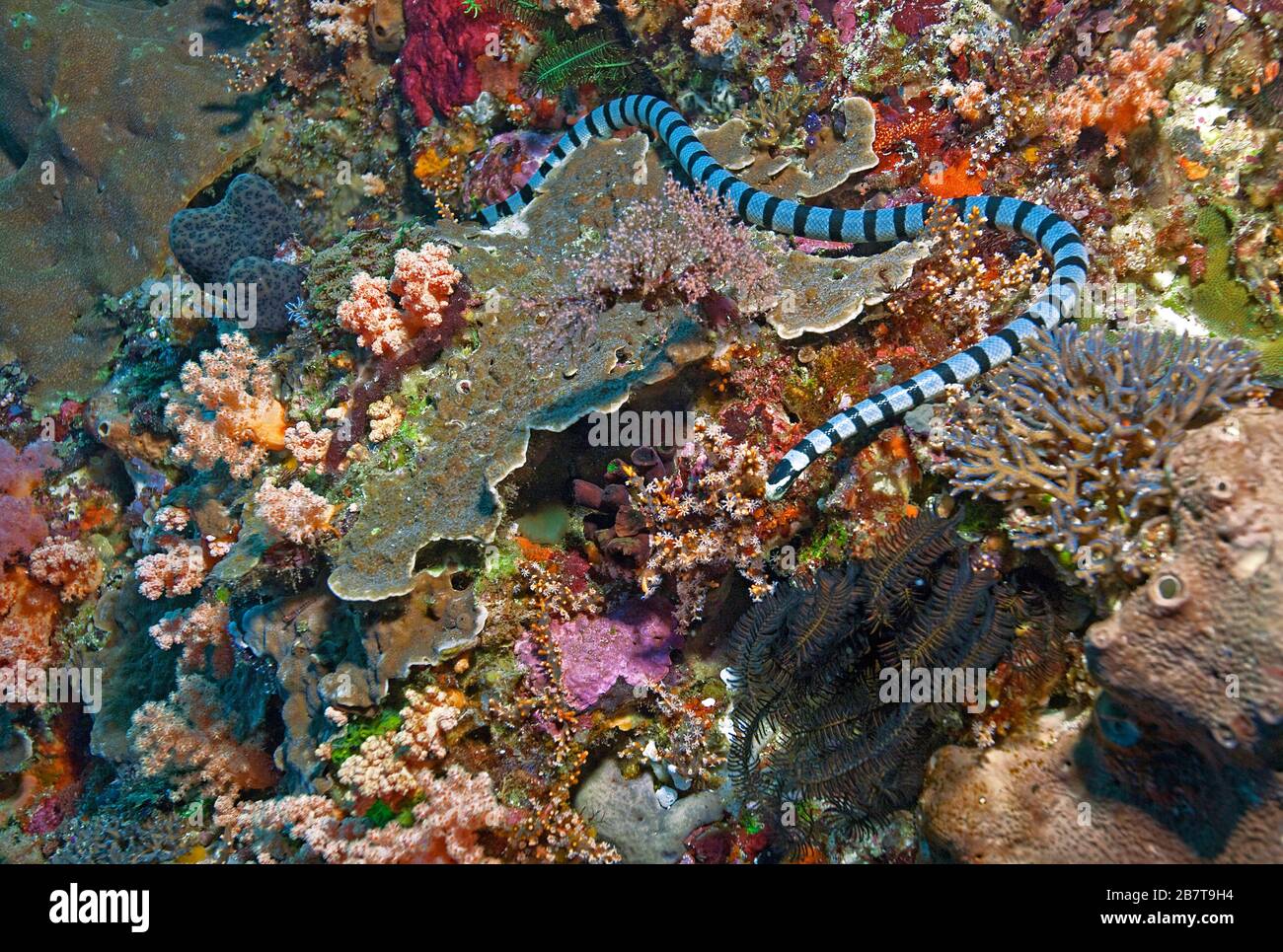 Coral reef snakes hi-res stock photography and images - Alamy
