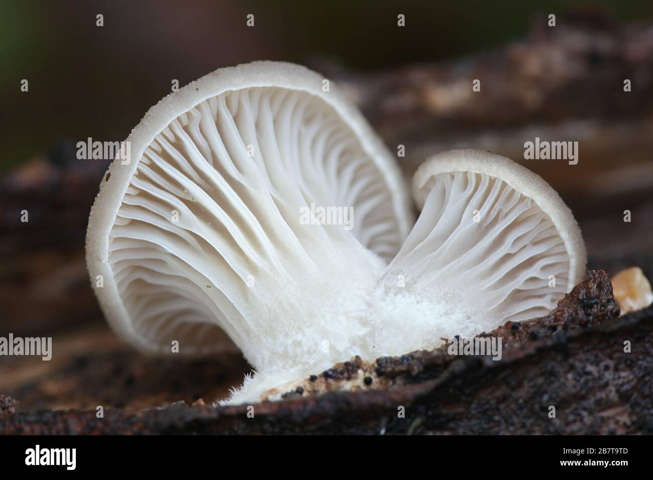 Pleurotus ostreatus, known as the pearl oyster mushroom or winter ...