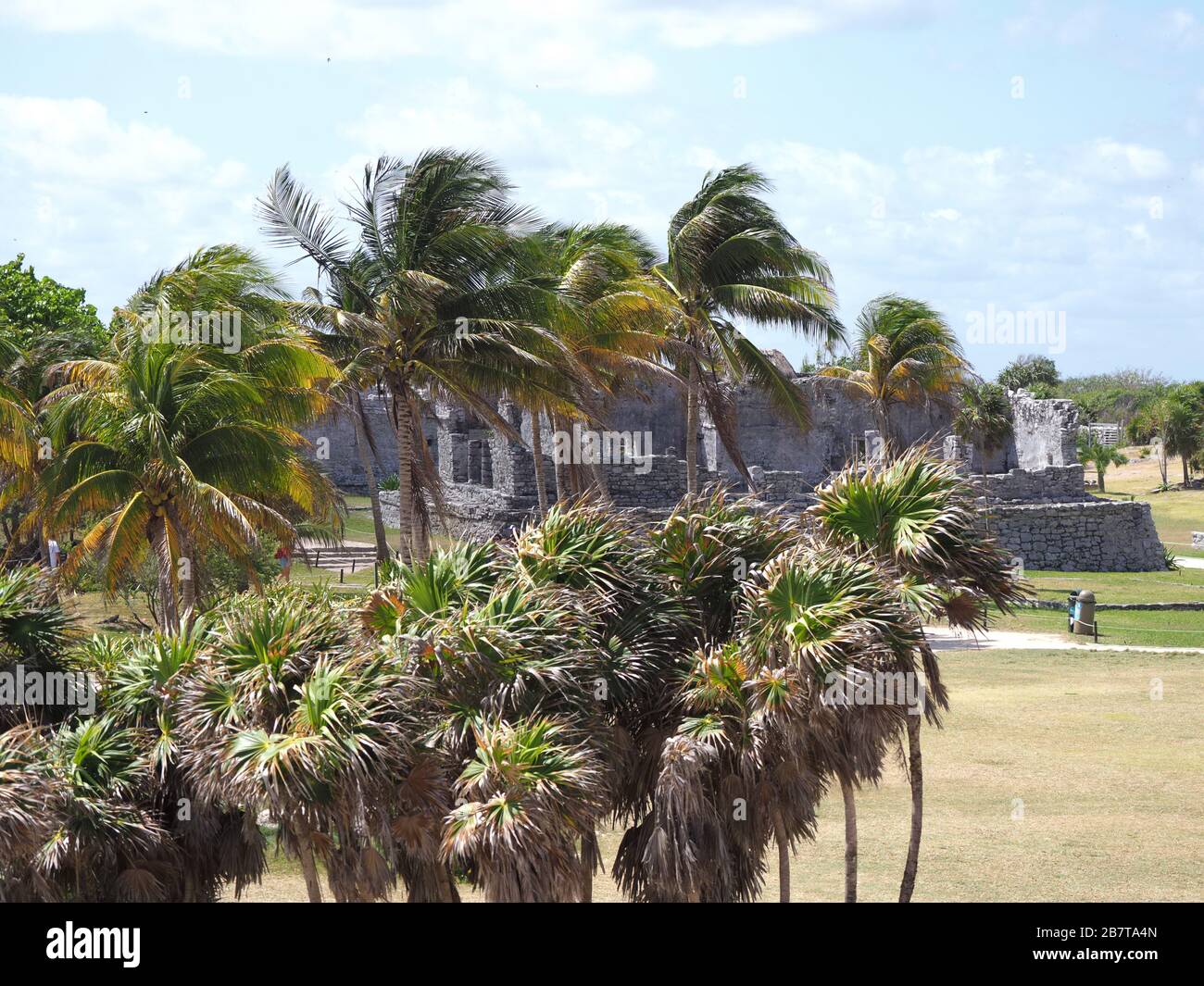 Palm trees and ancient ruins of mayan temple at TULUM city in Mexico ...