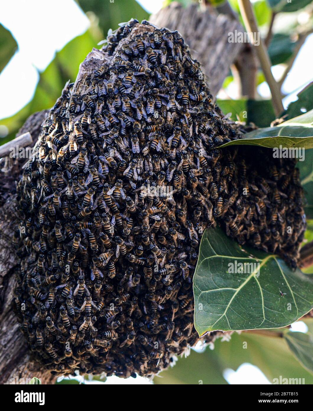 Bee swarm africa hi-res stock photography and images - Alamy