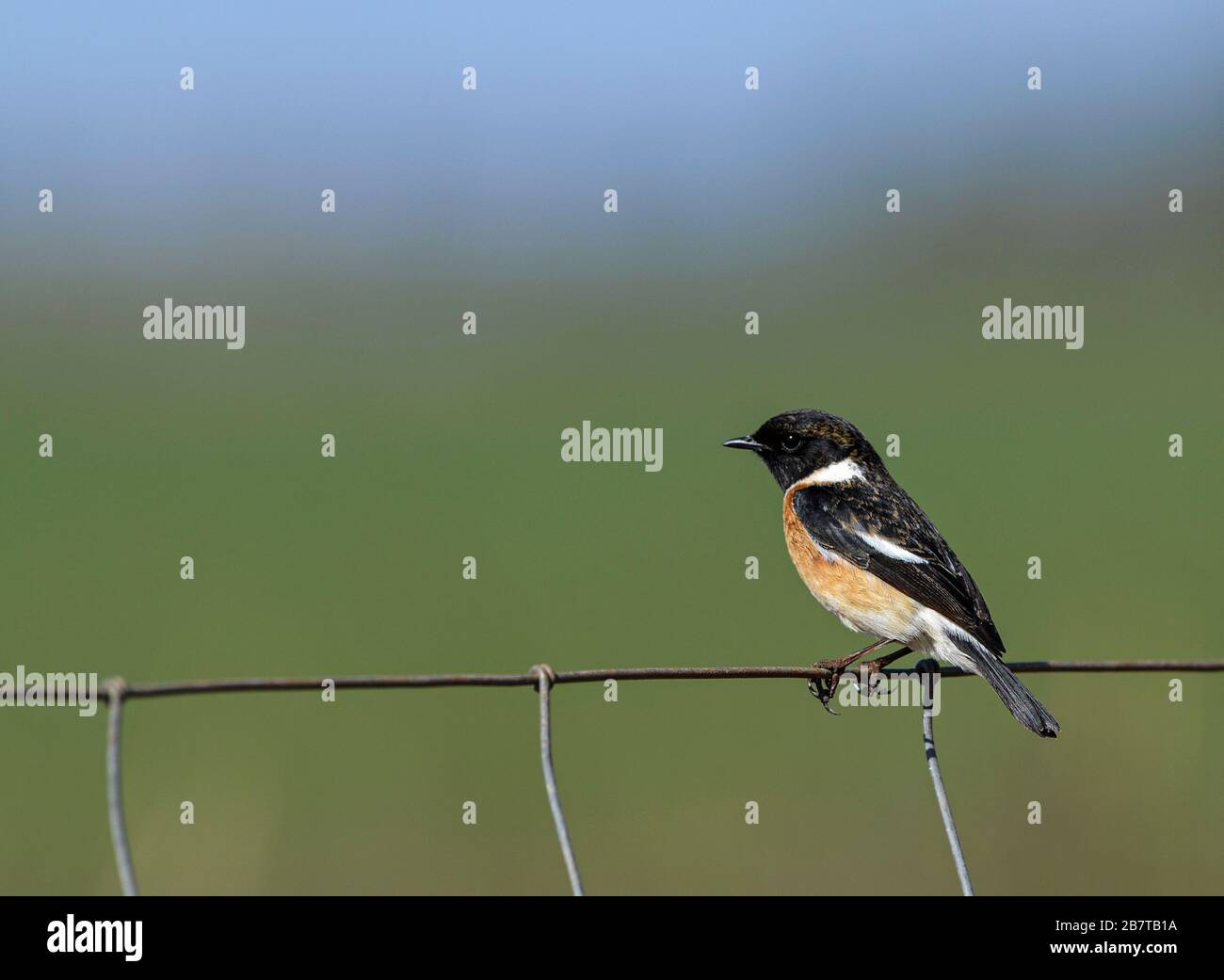 African stone chat hi-res stock photography and images - Alamy