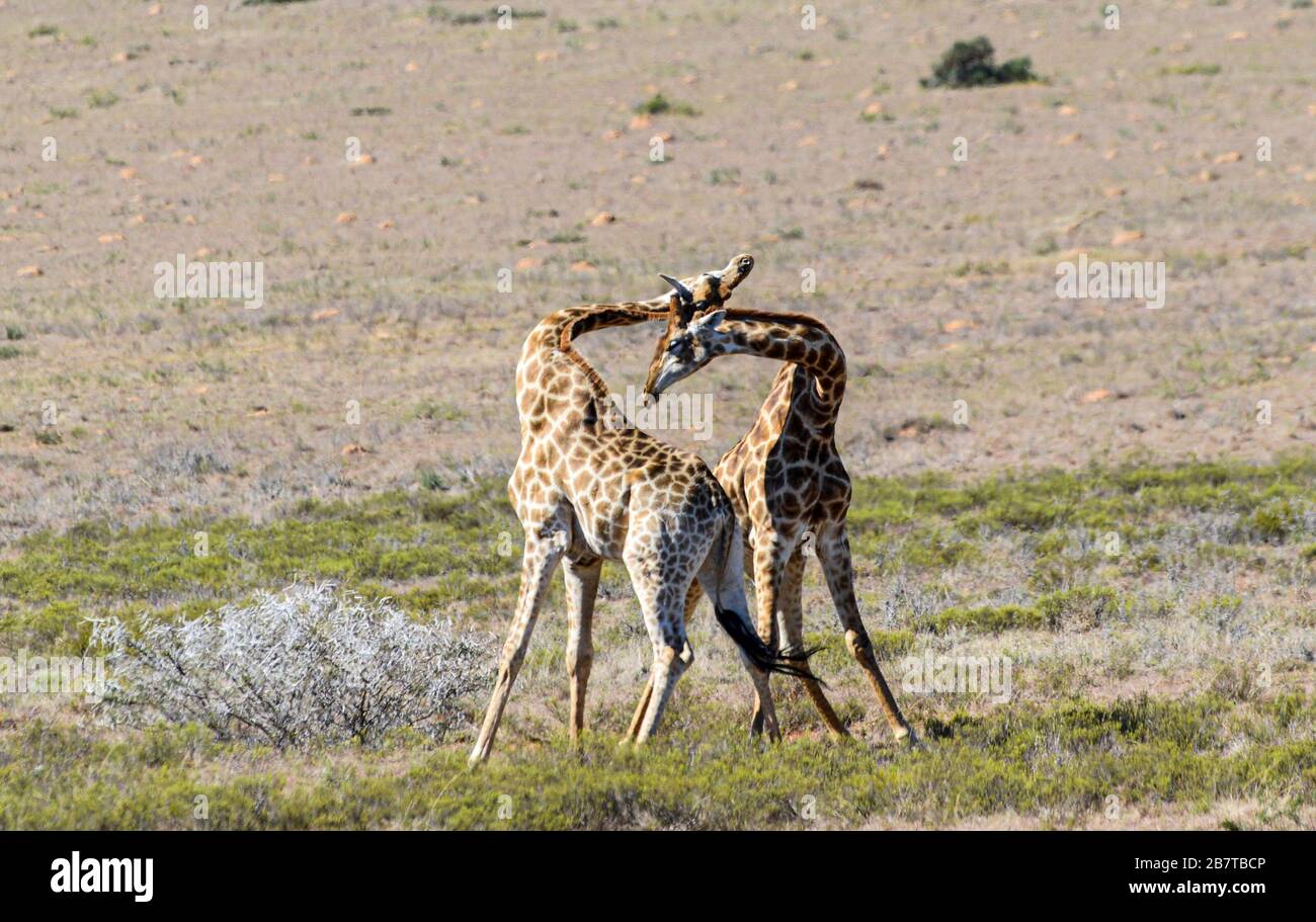 Male giraffe necking hi-res stock photography and images - Alamy