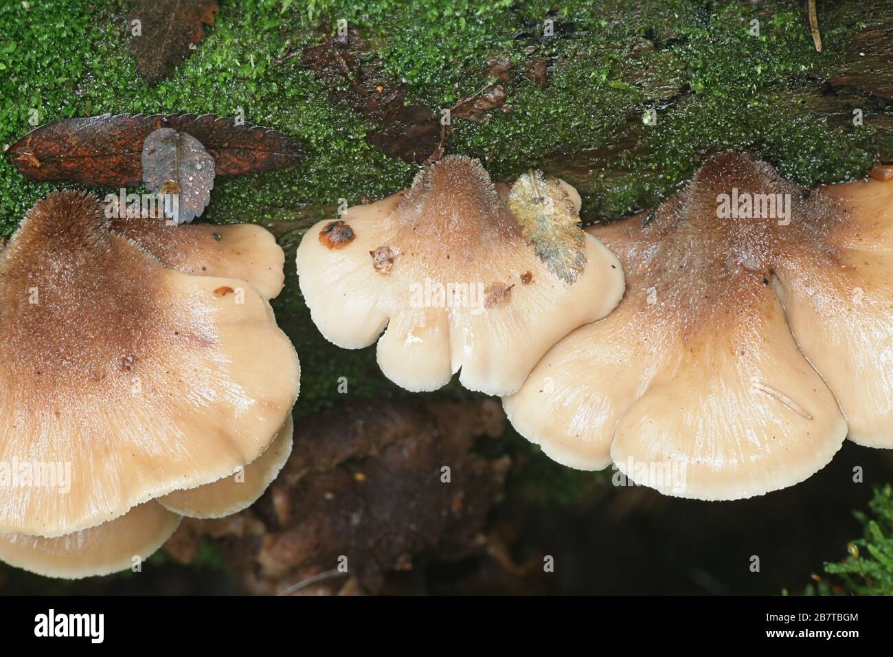 Lentinellus castoreus or Lentinellus ursinus var. castoreus, an ...