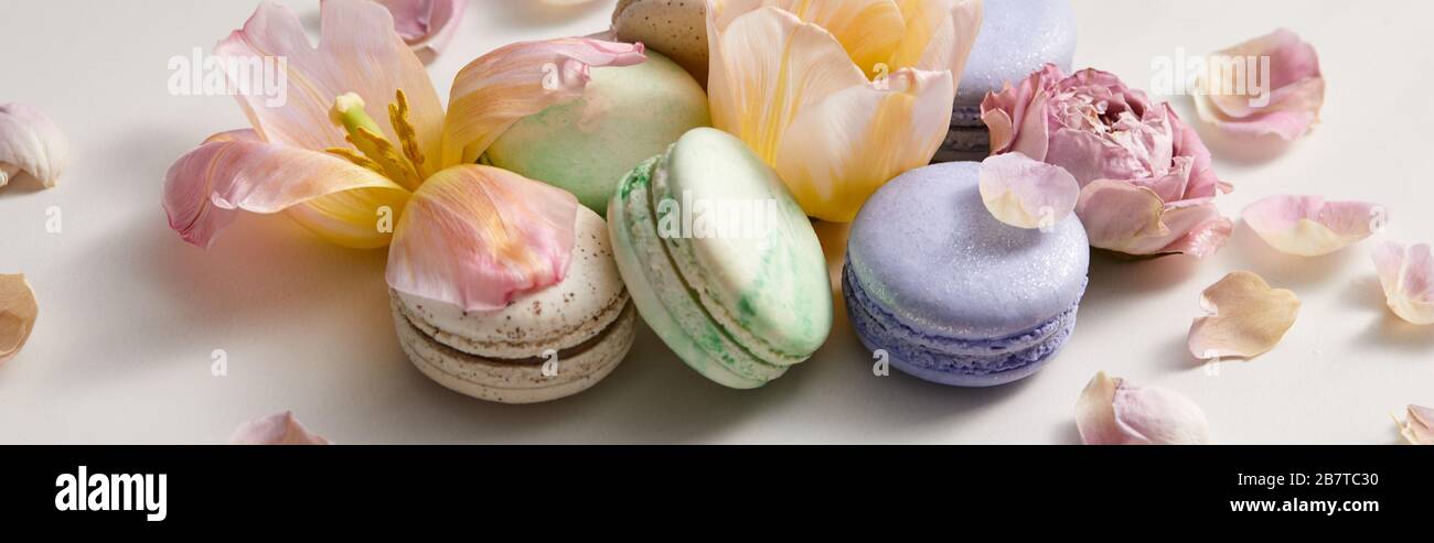 assorted delicious french macaroons with floral petals on grey ...