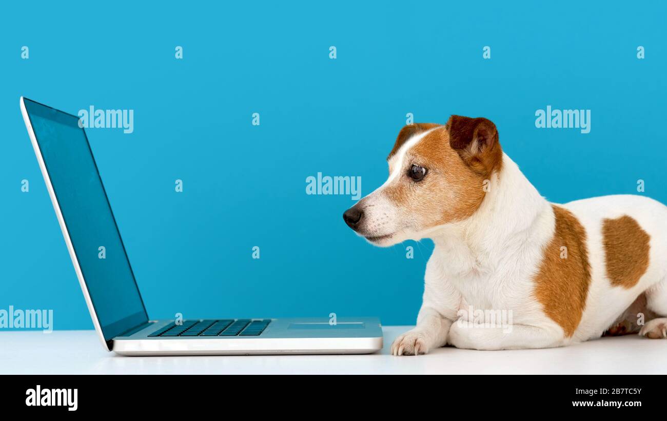Dog looking laptop interest hi-res stock photography and images - Alamy