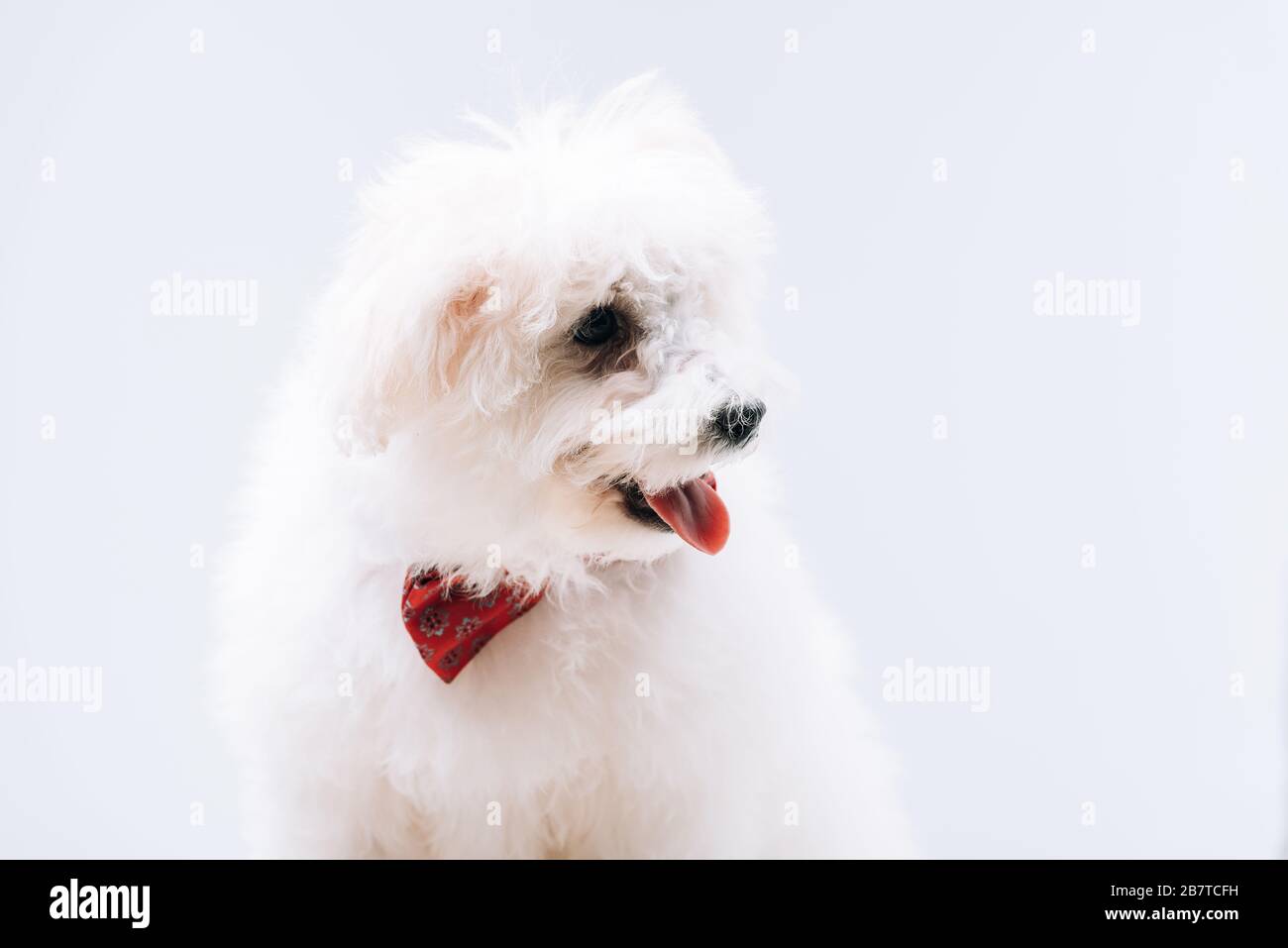 Grey havanese dog hi-res stock photography and images - Alamy