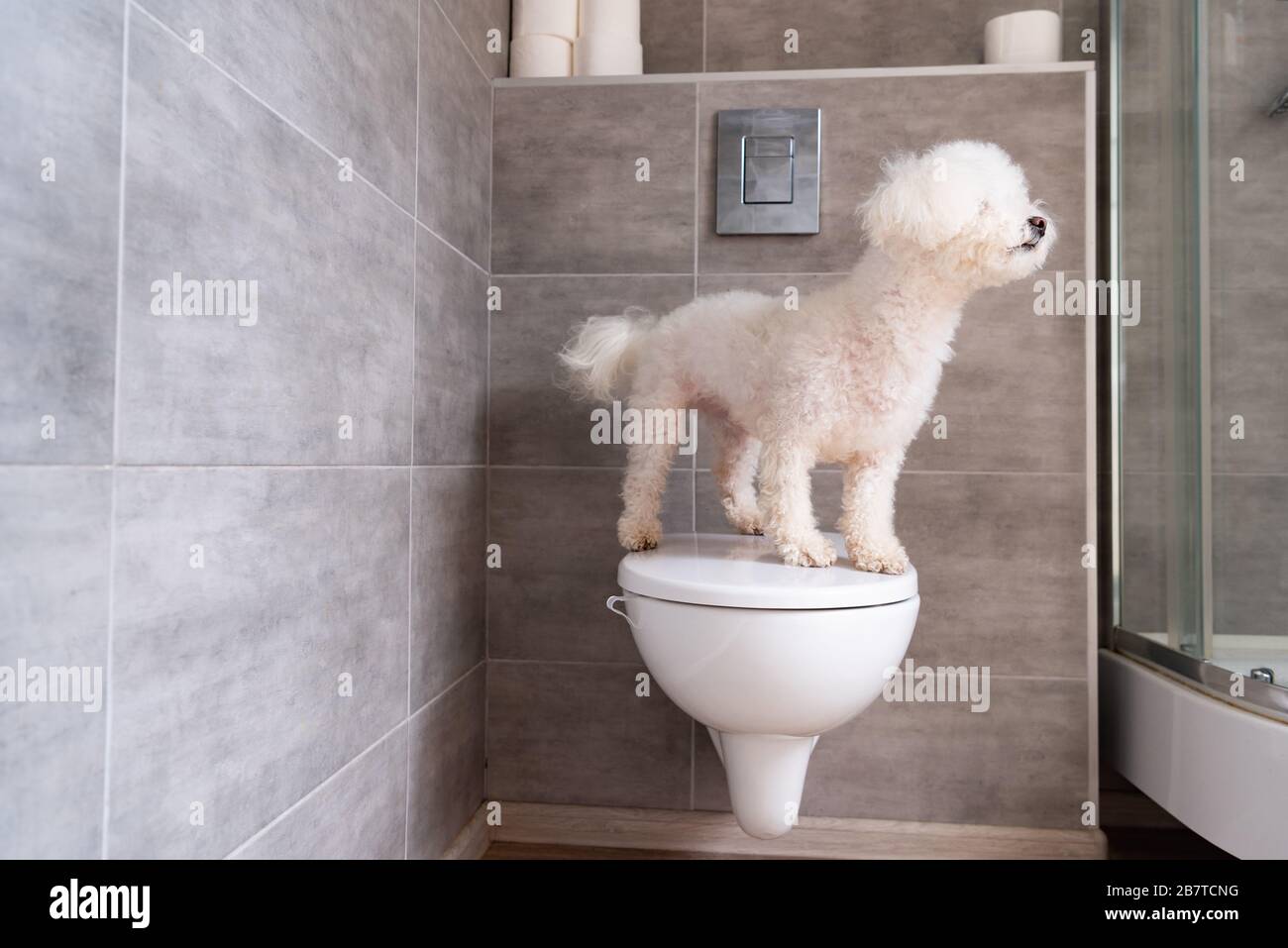 Havanese dog standing on toilet in bathroom Stock Photo - Alamy