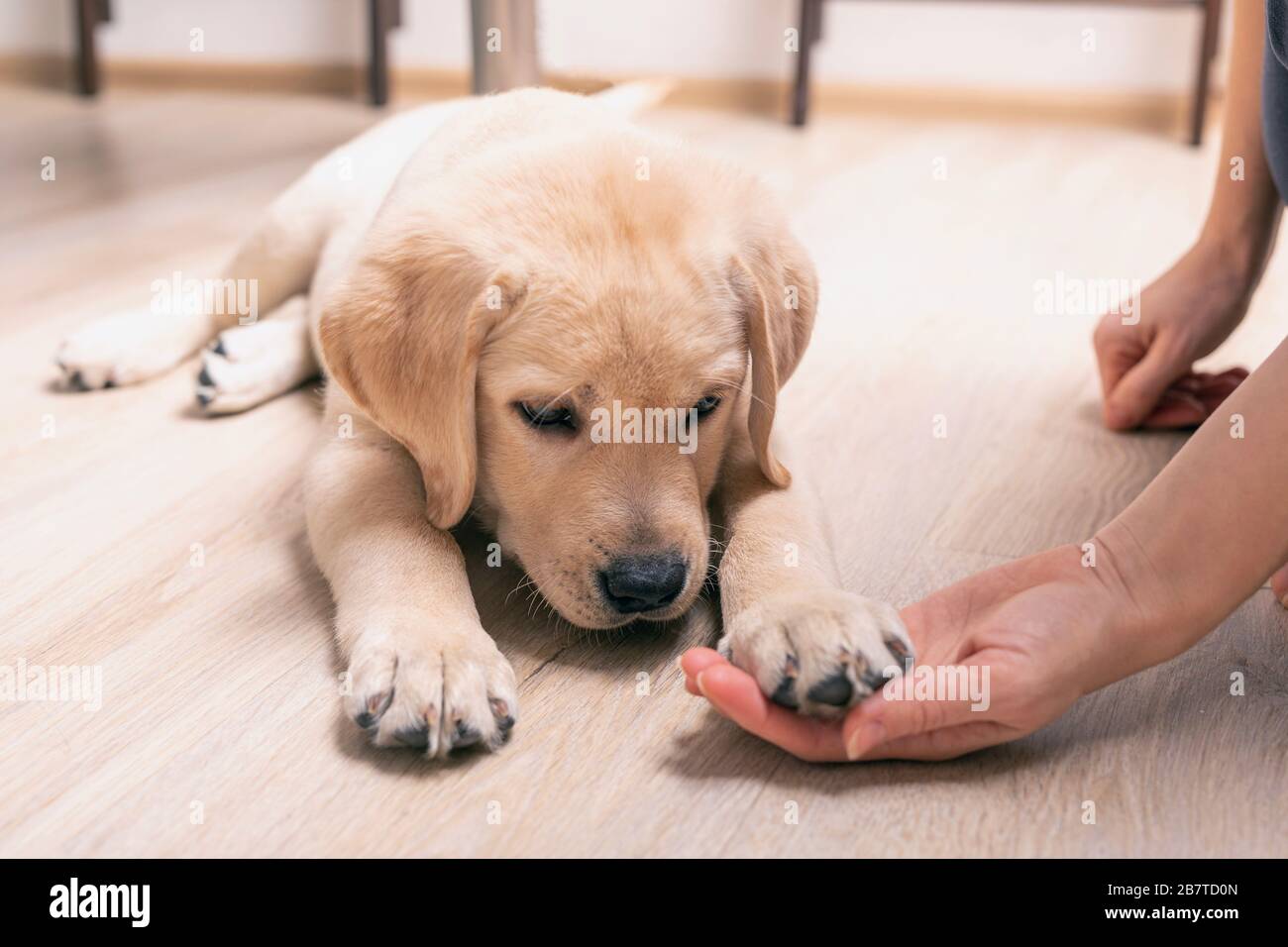 Labrador puppy laid his paw on palm of owner. handshake between women ...