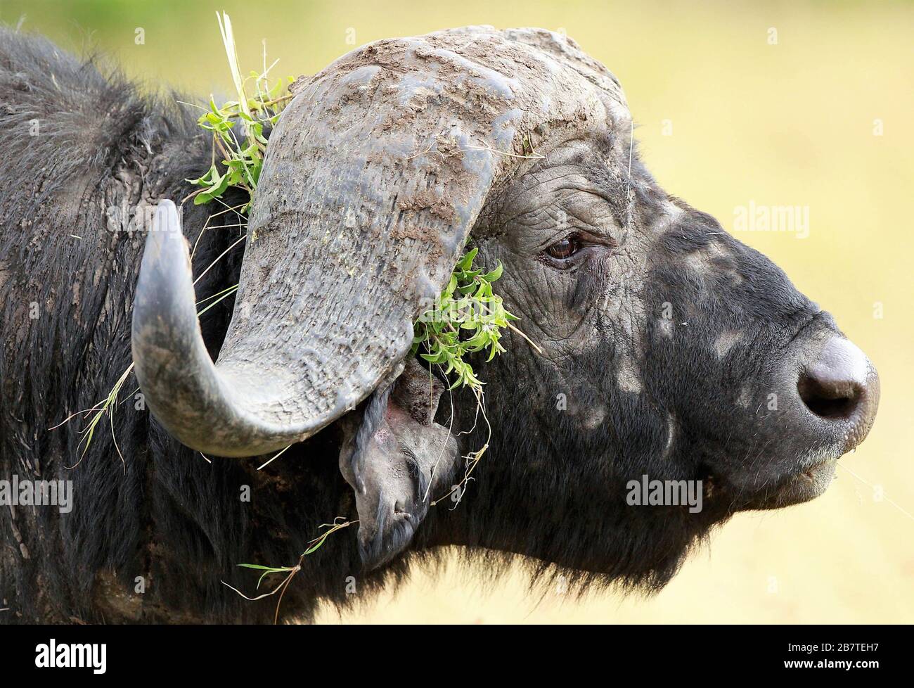 Wild buffles hi-res stock photography and images - Alamy