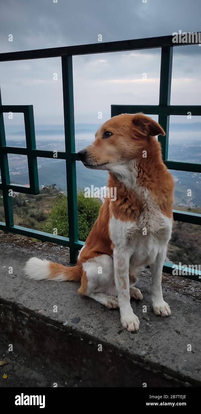 Himalayan dog in India Stock Photo - Alamy