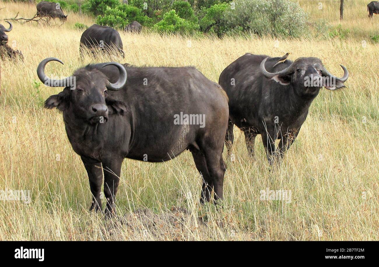 Wild buffles hi-res stock photography and images - Alamy