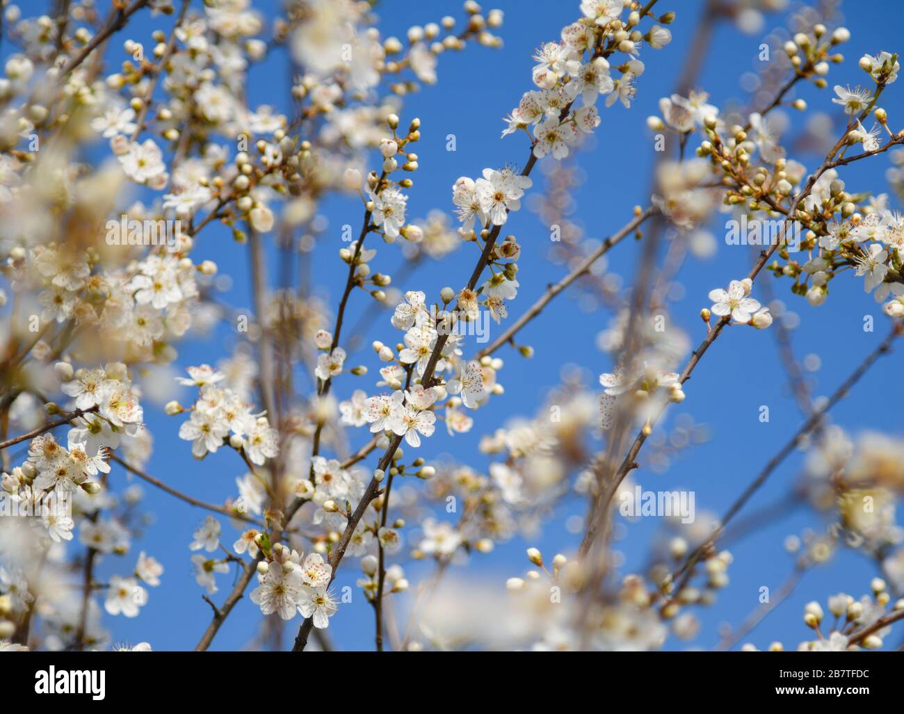 Prunus Domestica Subsp. Syriaca High Resolution Stock Photography and ...