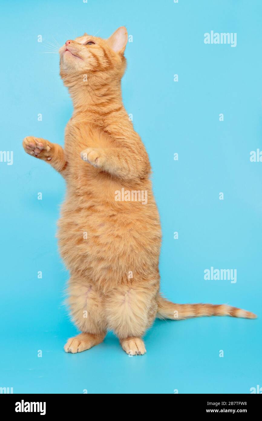 Fluffy cat hind legs hi-res stock photography and images - Alamy