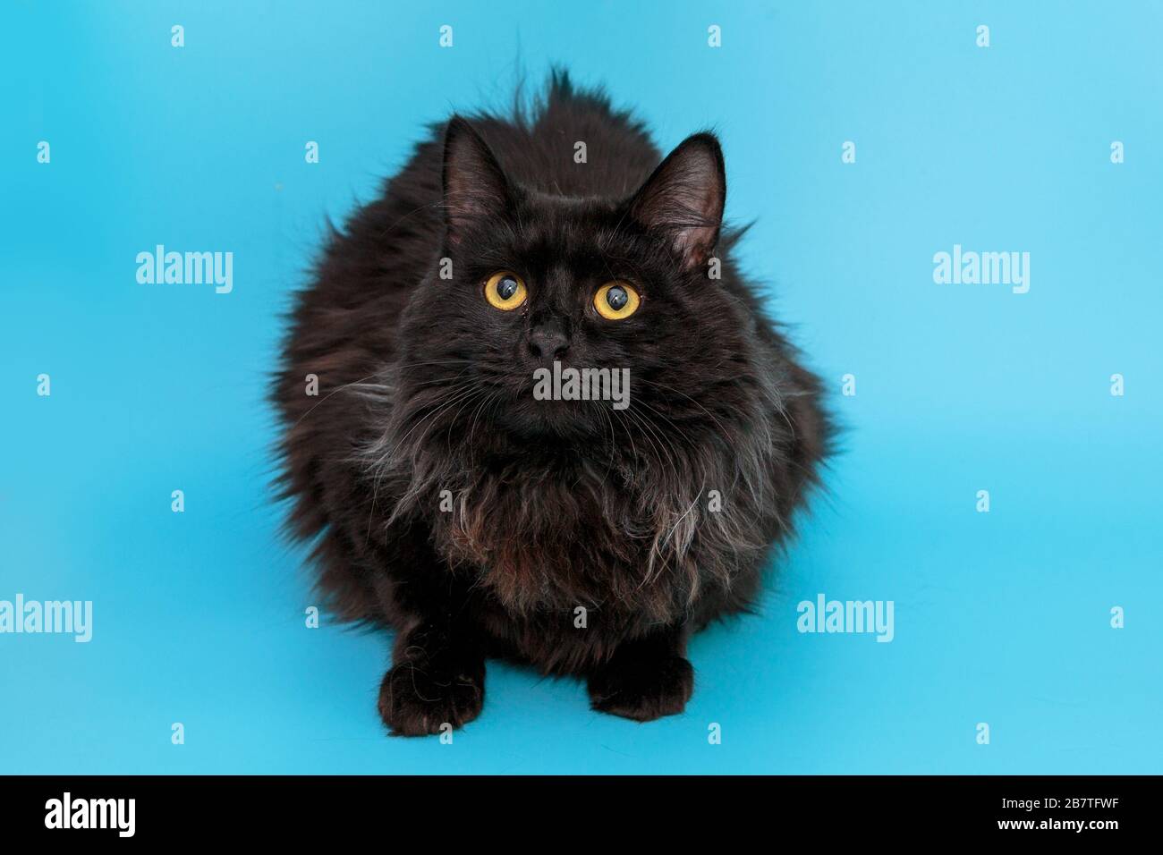 Mongrel cat hi-res stock photography and images - Alamy