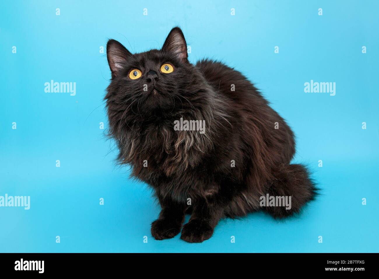 Beautiful black mongrel cat on a blue background Stock Photo - Alamy