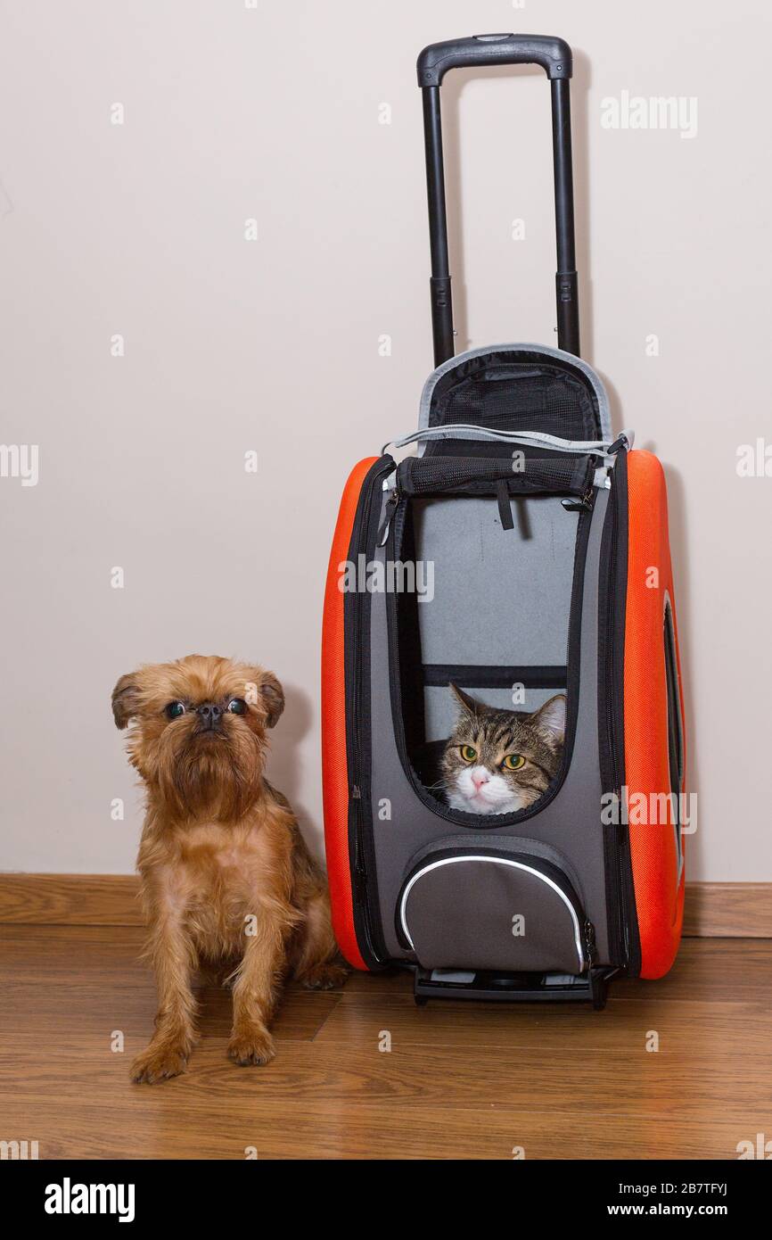 Dog and cat are ready for the ride , the cat is sitting in a carrier on ...