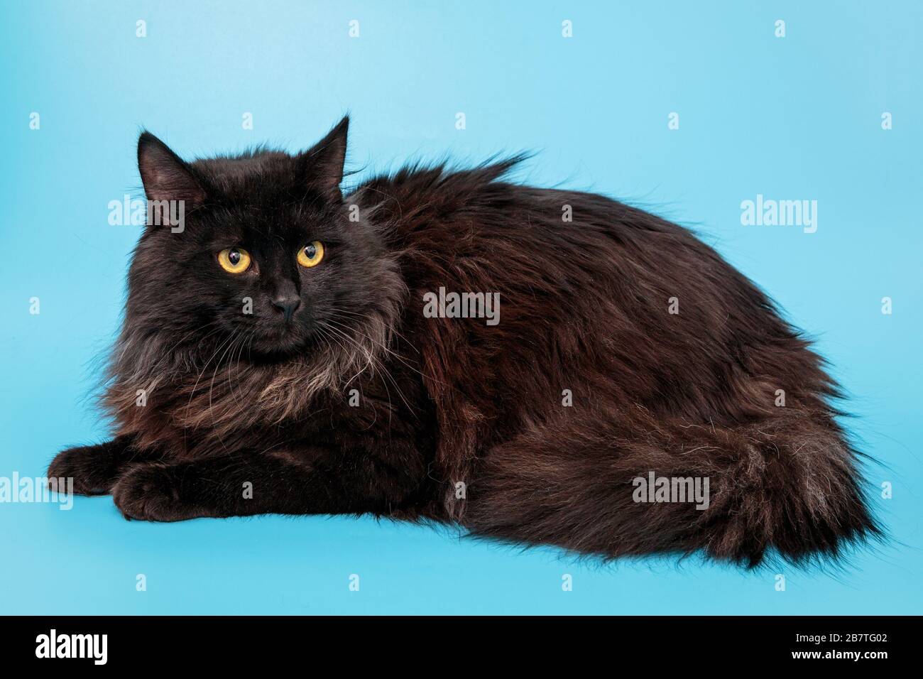 Beautiful black mongrel cat on a blue background Stock Photo - Alamy