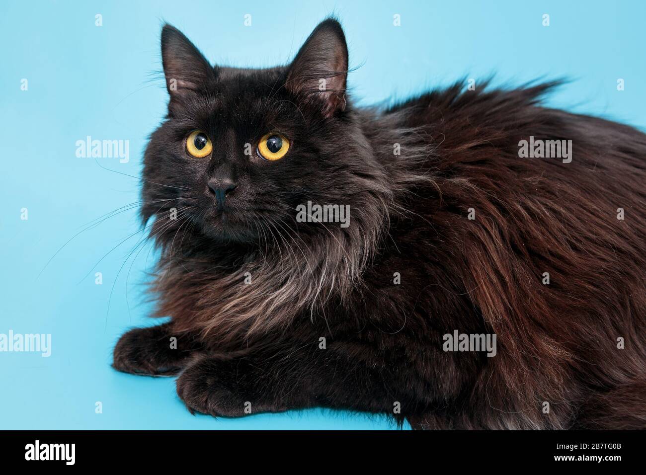 Beautiful black mongrel cat on a blue background Stock Photo - Alamy