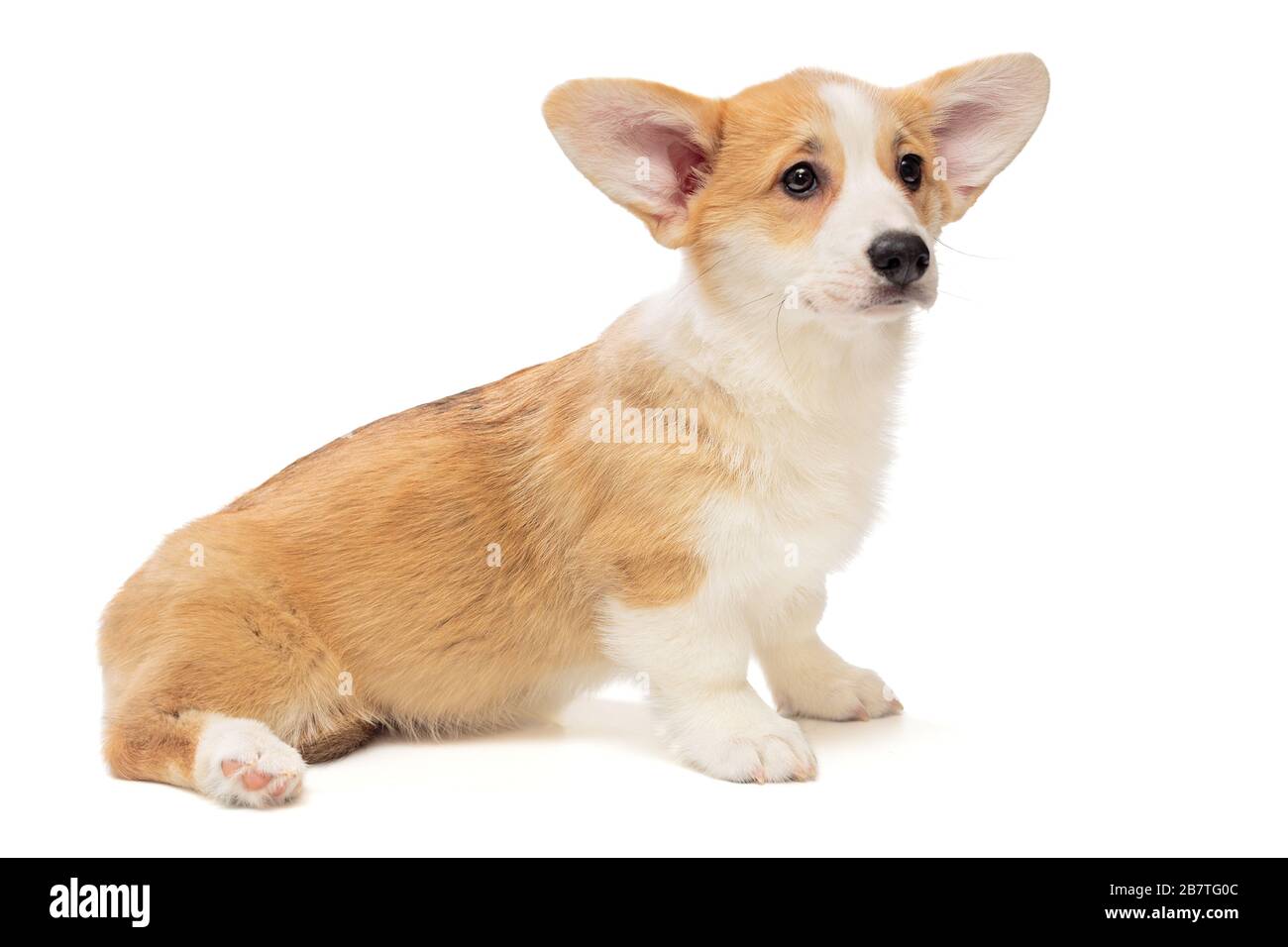 Cute Pembroke Corgi Puppy, side view isolated on white background Stock ...