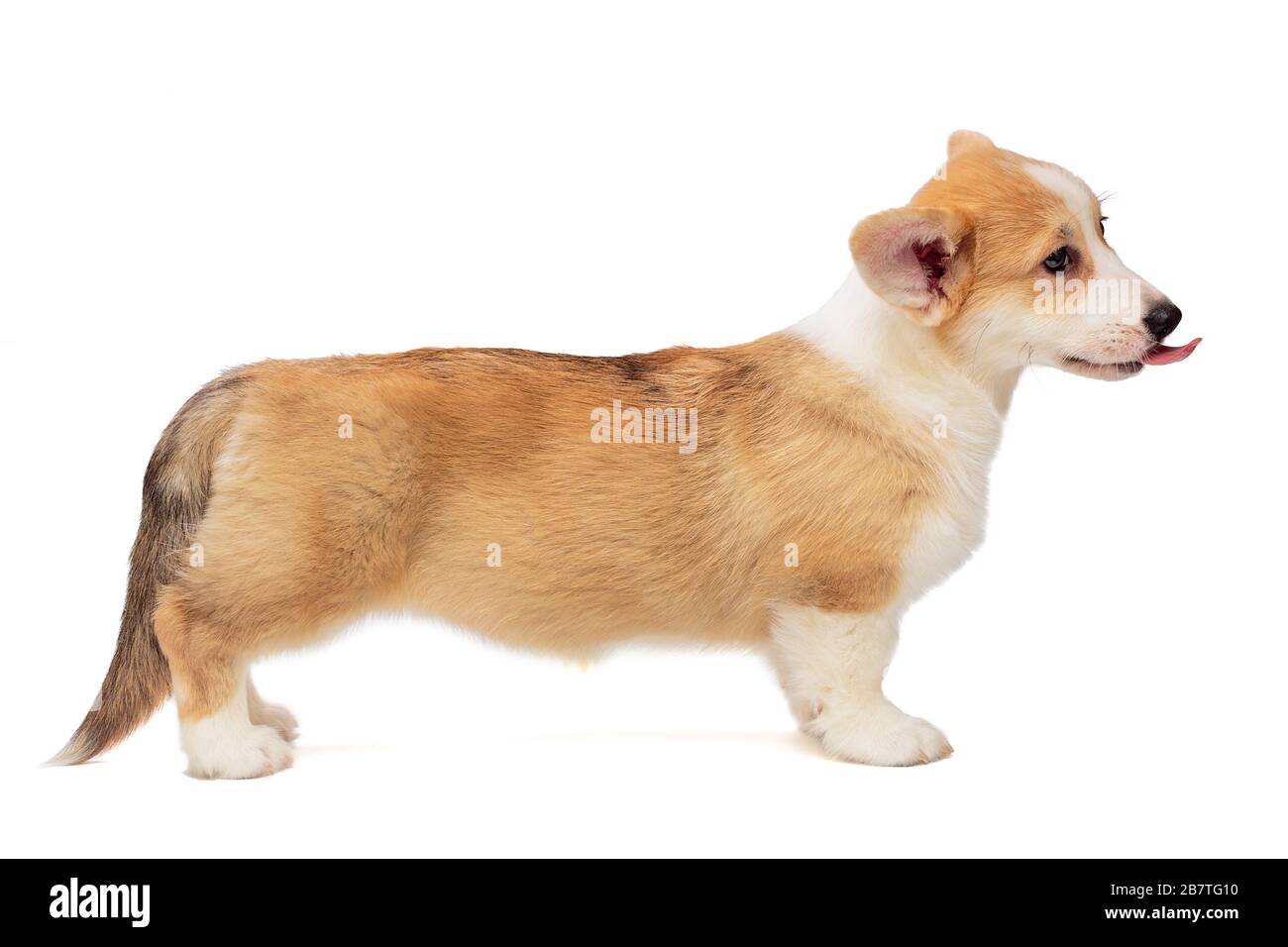 Funny Pembroke Corgi puppy, side view, isolated on white background ...