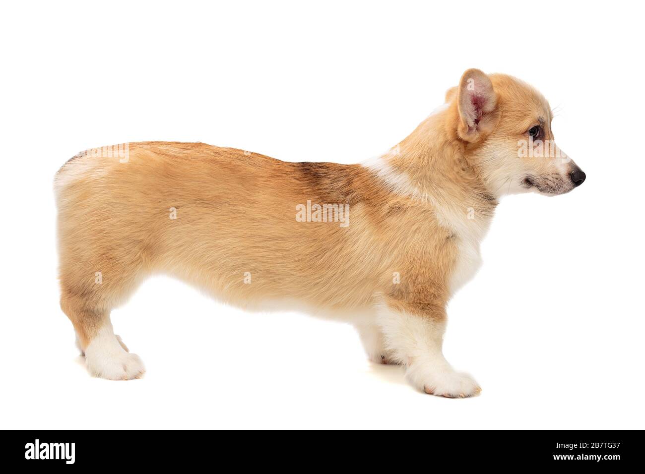 Funny Pembroke Corgi puppy, side view, isolated on white background ...