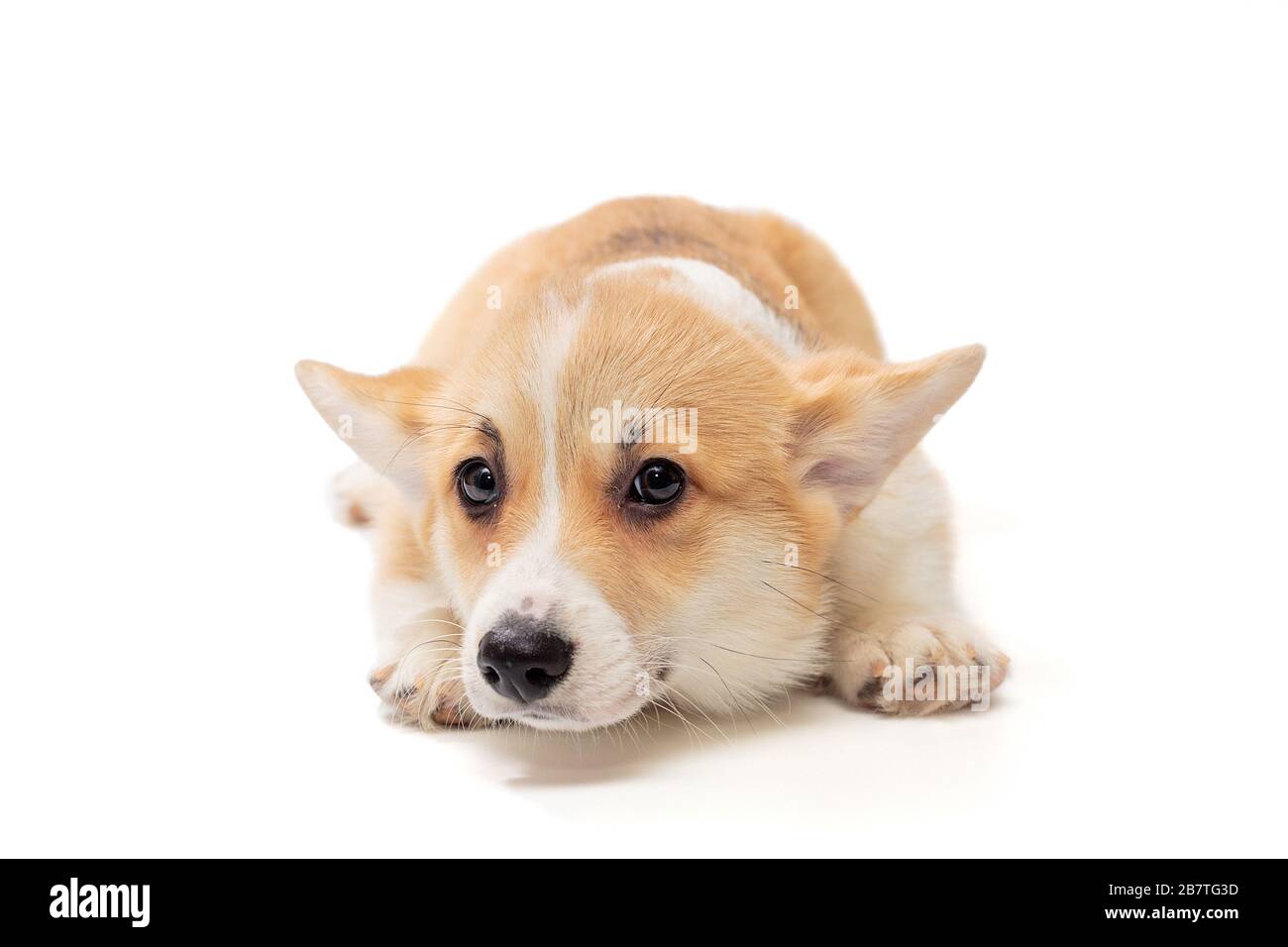 Funny Pembroke Corgi puppy looks lying down, isolated on a white ...