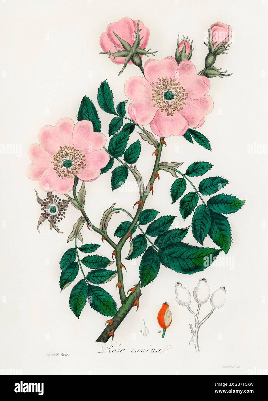 Rosa the churchill rose hi-res stock photography and images - Alamy