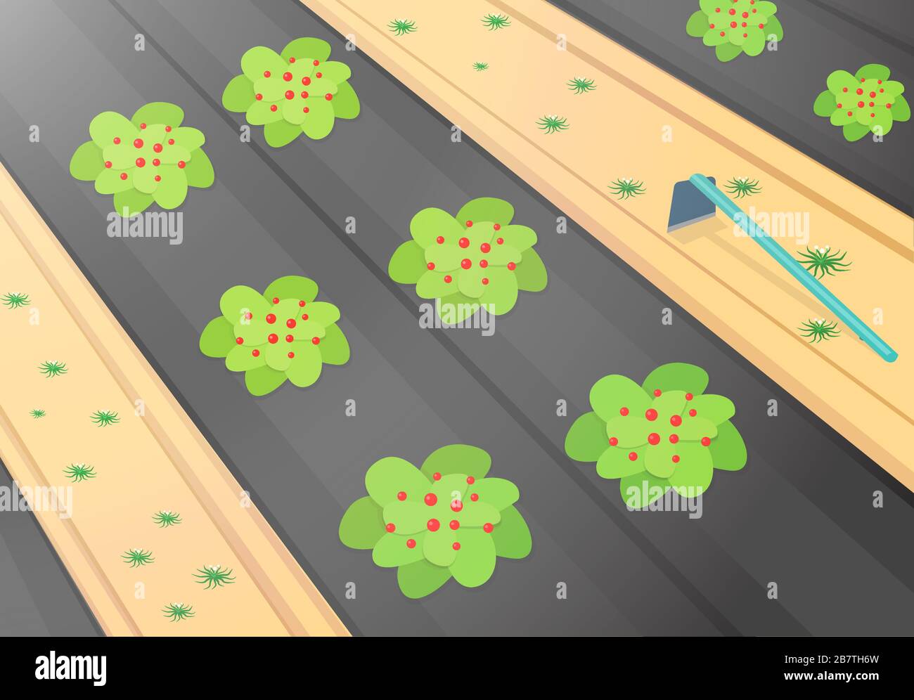 Weed control with black plastic in strawberry farm, vector art Stock ...