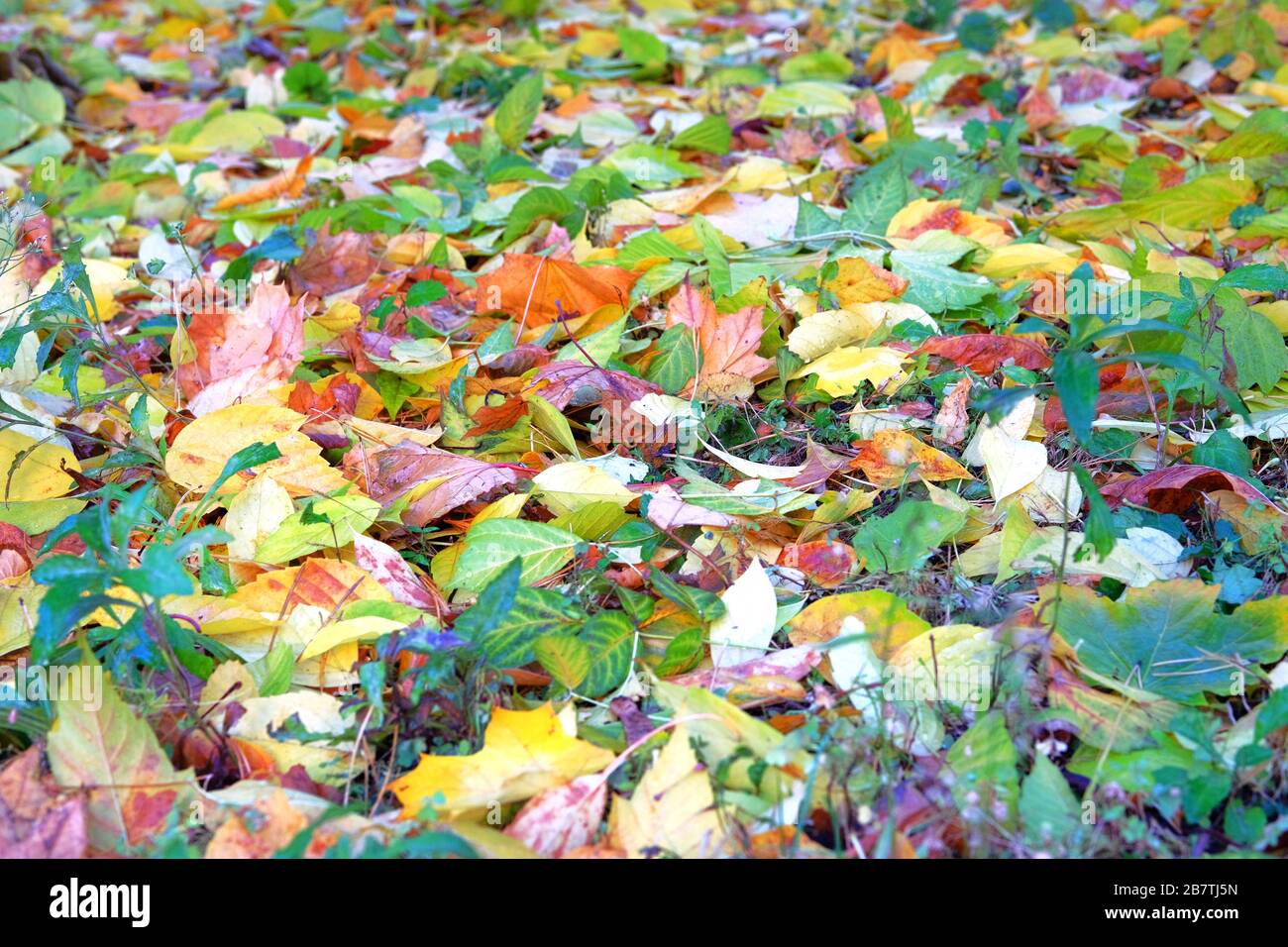 Autumn leaves on the ground. Colorful foliage. Outdoor. Golden fallen ...