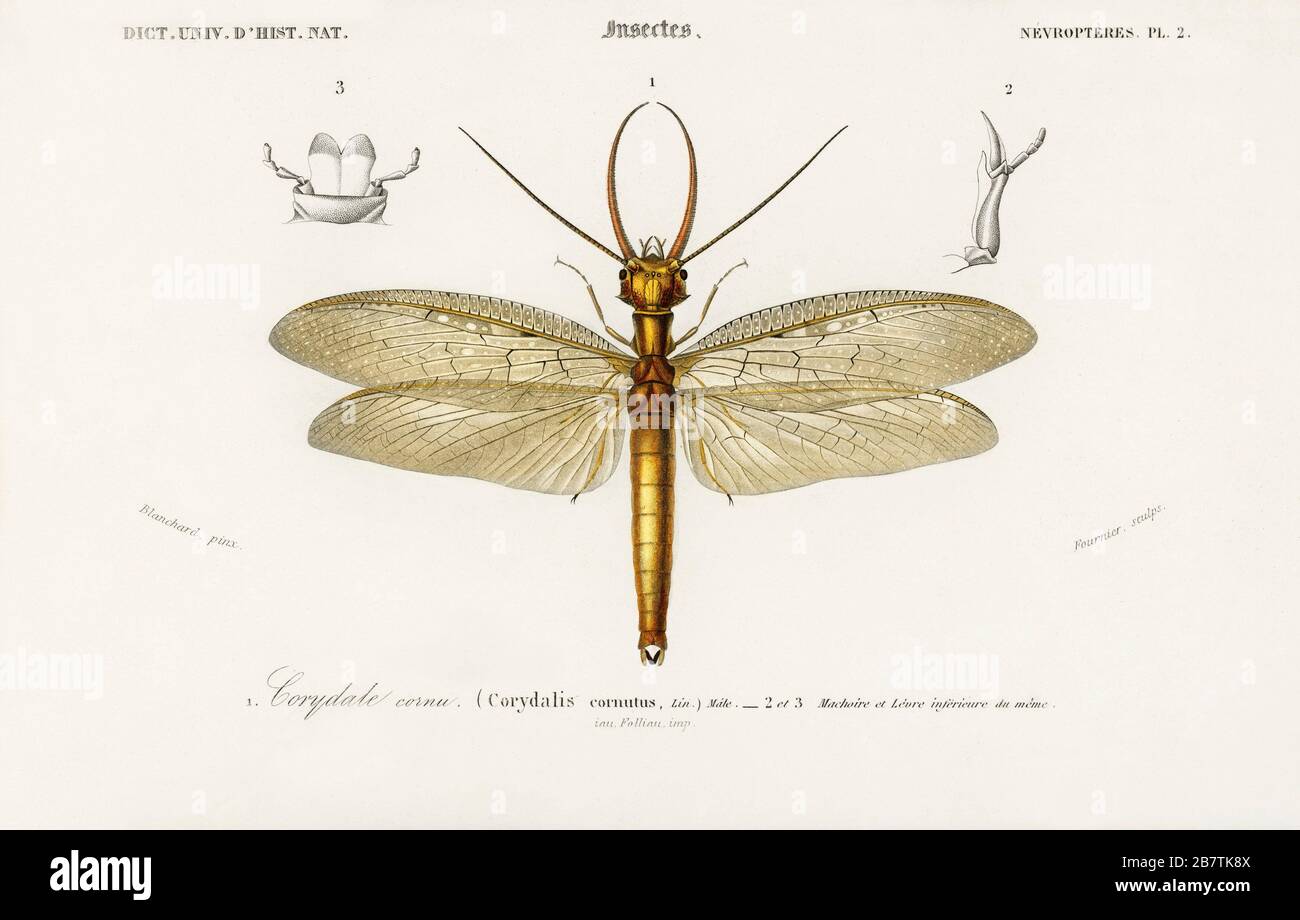 Corydalus hi-res stock photography and images - Alamy