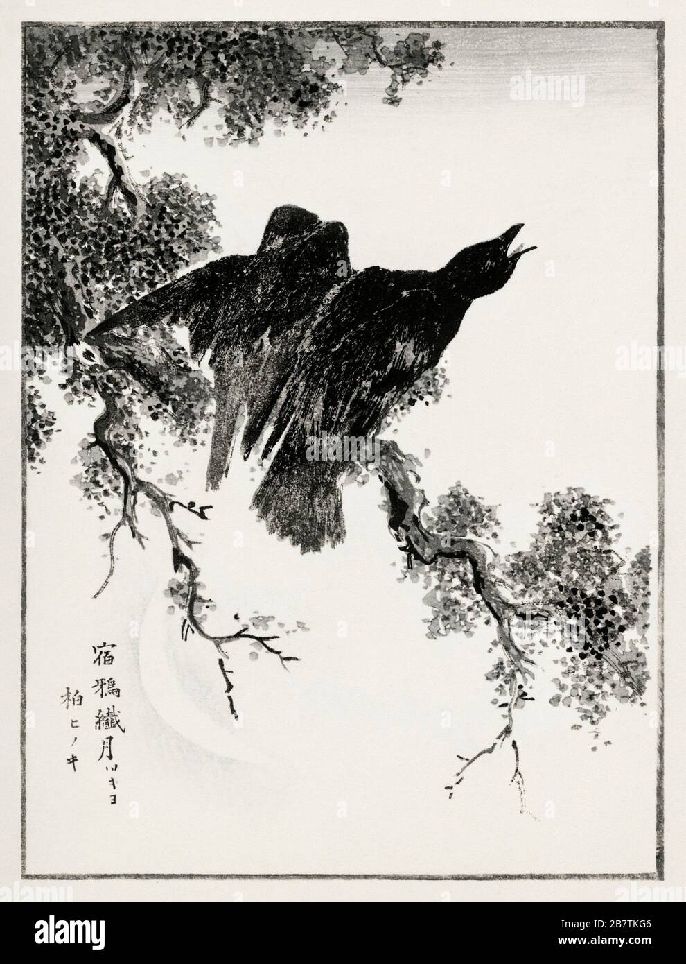 Rook of aerial hi-res stock photography and images - Alamy