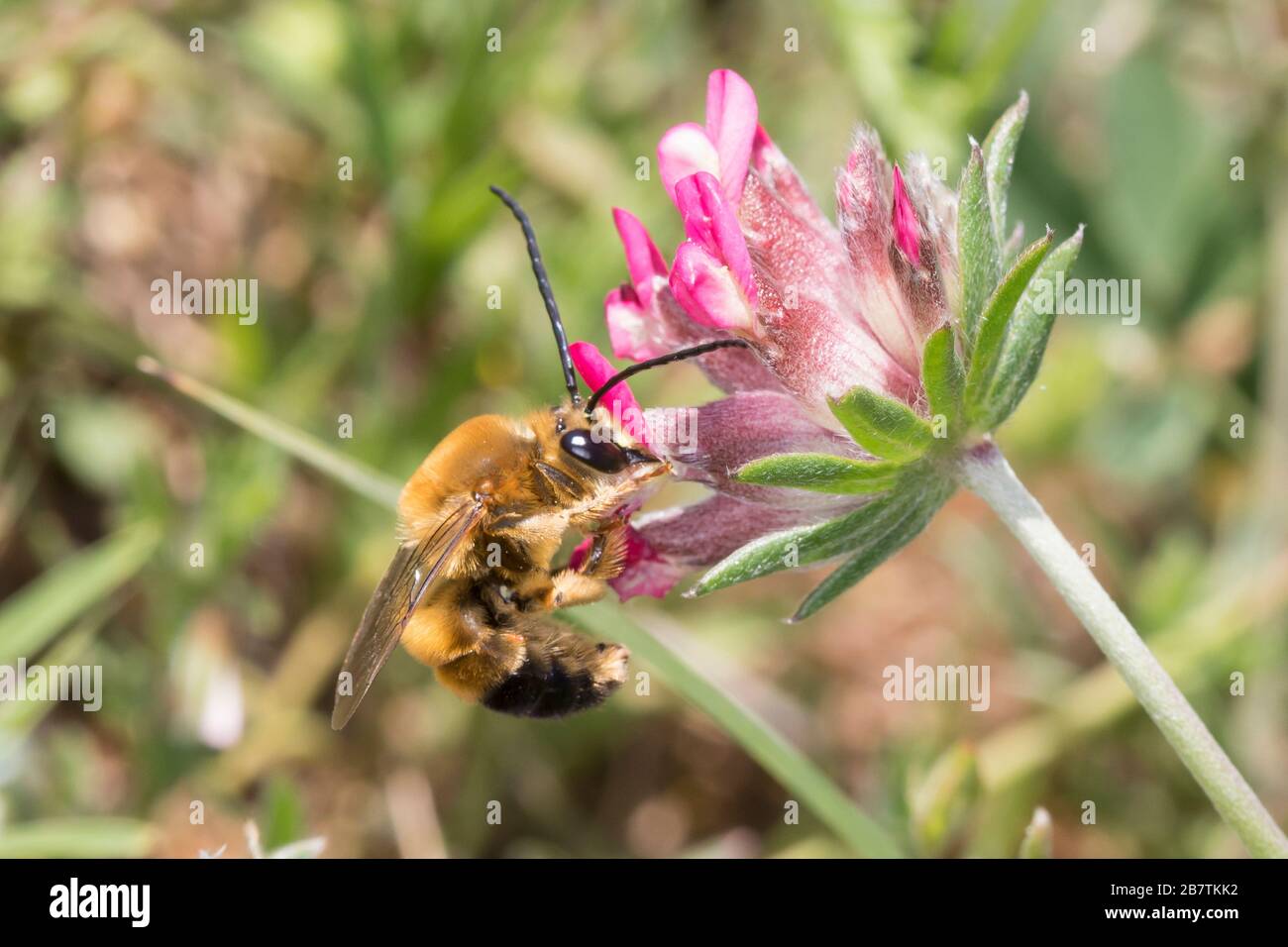 Long horned bees hi-res stock photography and images - Alamy