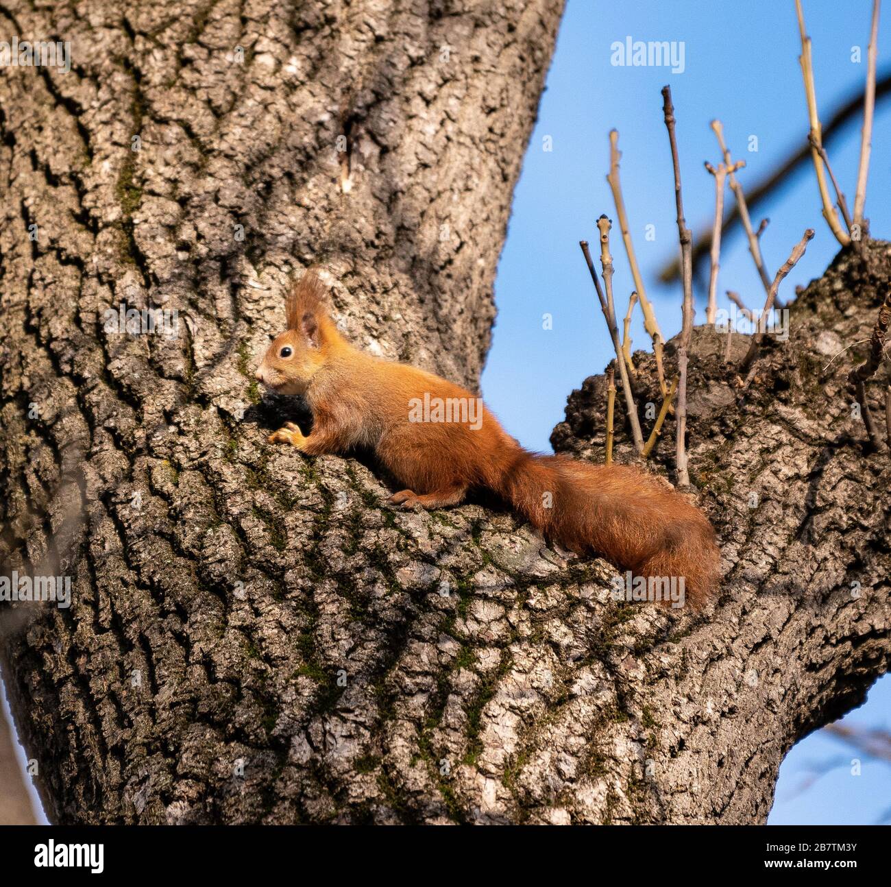 Squirrel on a tree Stock Photo - Alamy