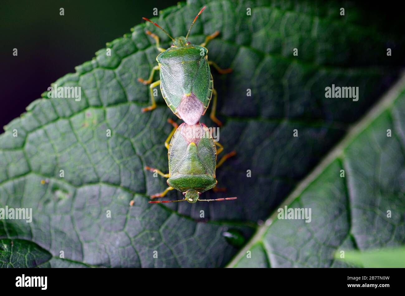 zoology, two stink bugs copulate Stock Photo - Alamy