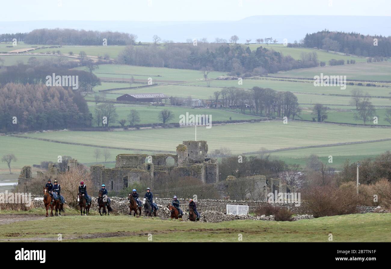 Horses on the gallops in Middleham, North Yorkshire Stock Photo - Alamy