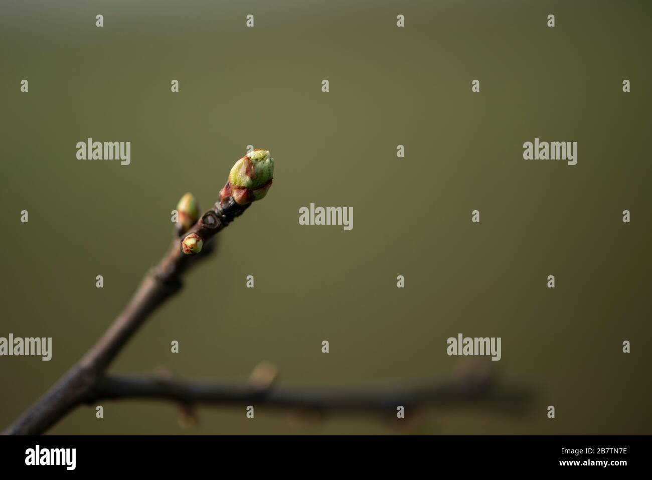 Spring starting new life hi-res stock photography and images - Alamy