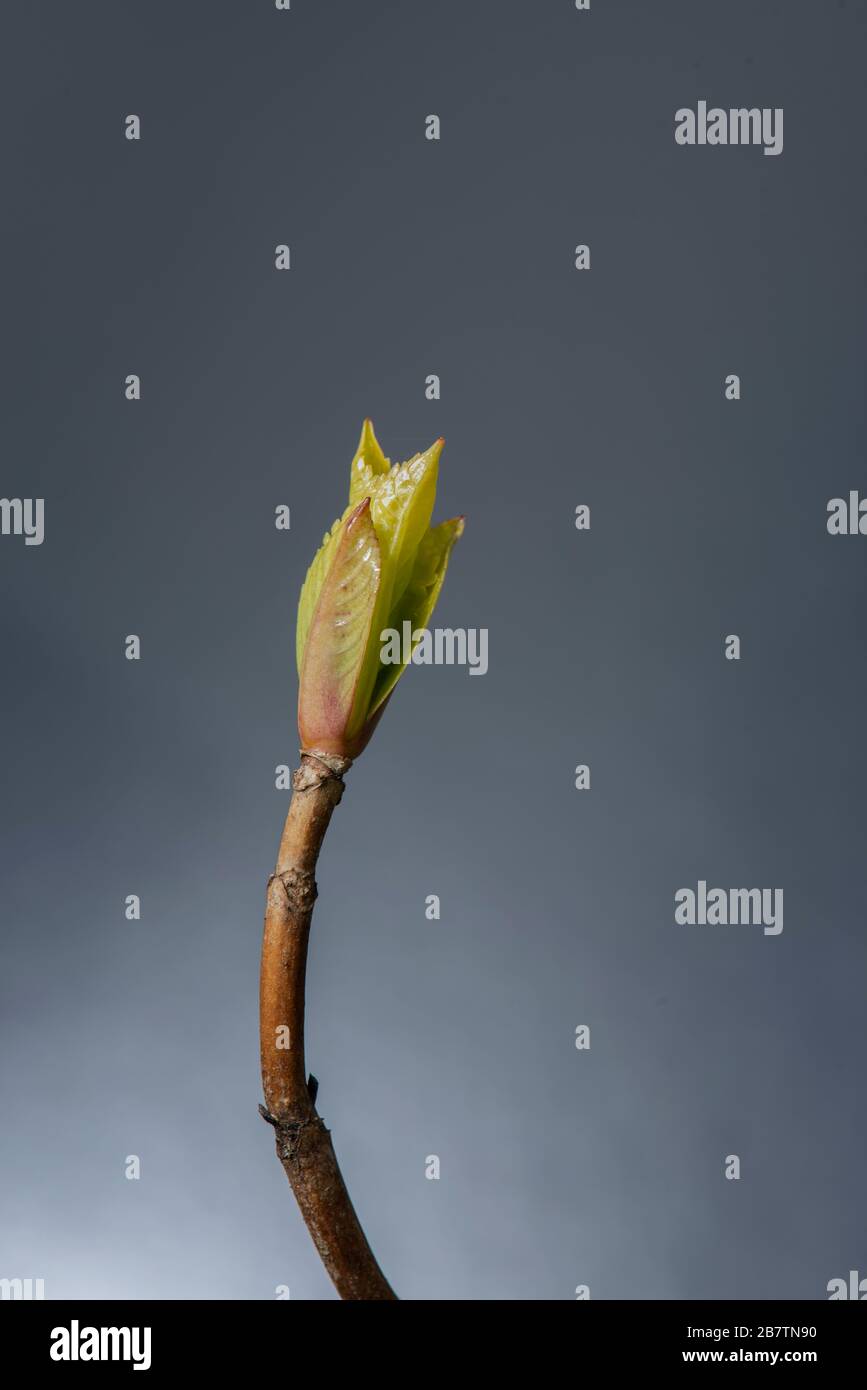 Gmt bst hi-res stock photography and images - Alamy