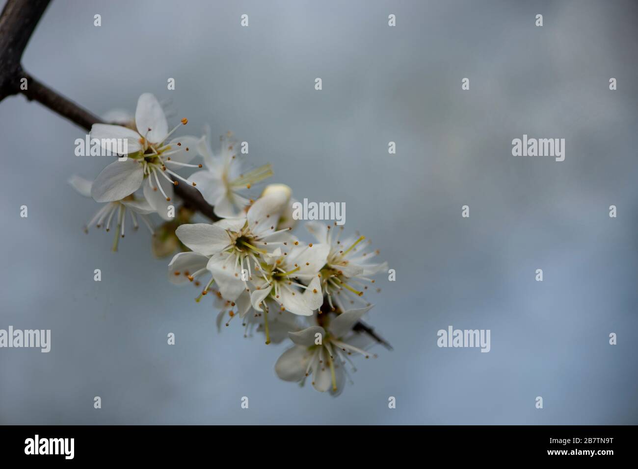 Growth in springtime hi-res stock photography and images - Alamy