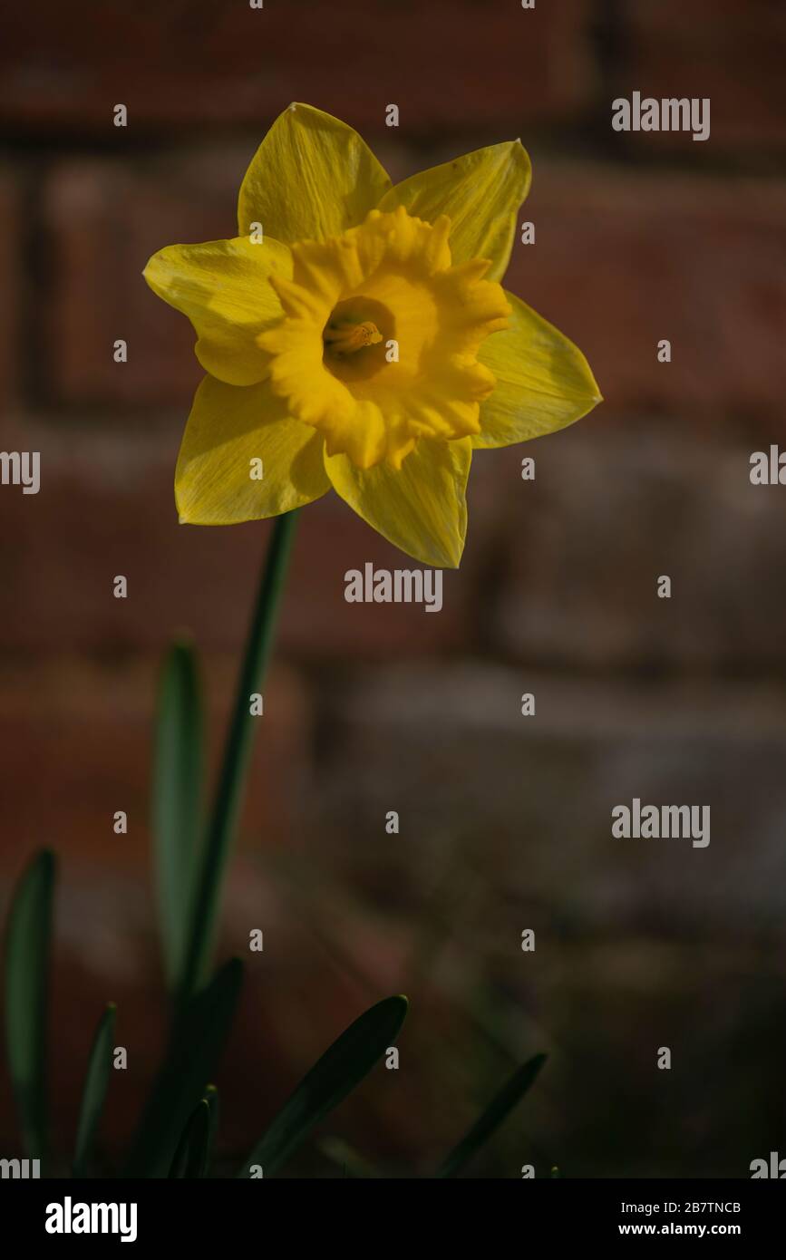 Seasonal plants hi-res stock photography and images - Alamy