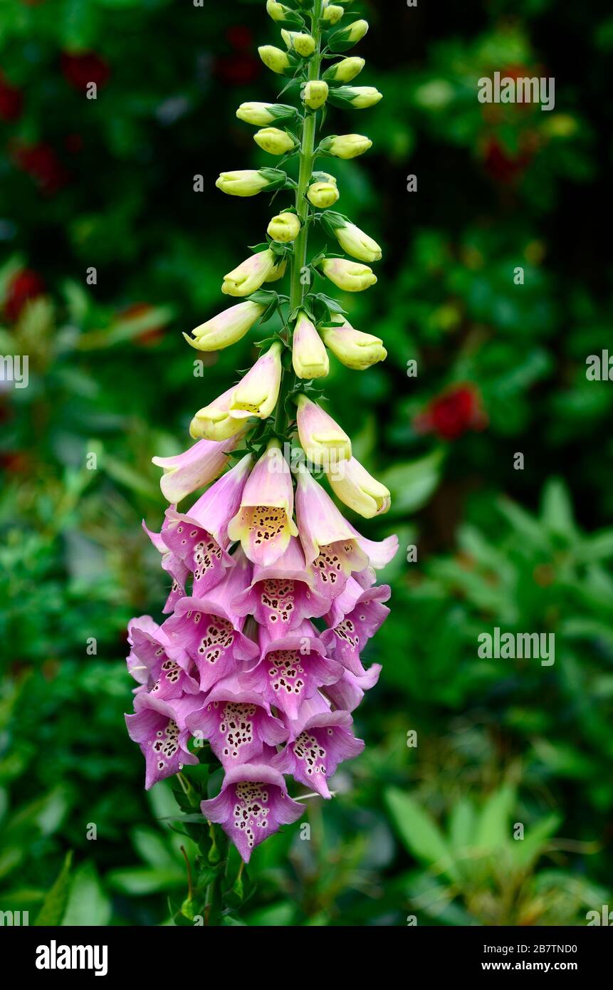 poisonous foxglove flower Stock Photo - Alamy