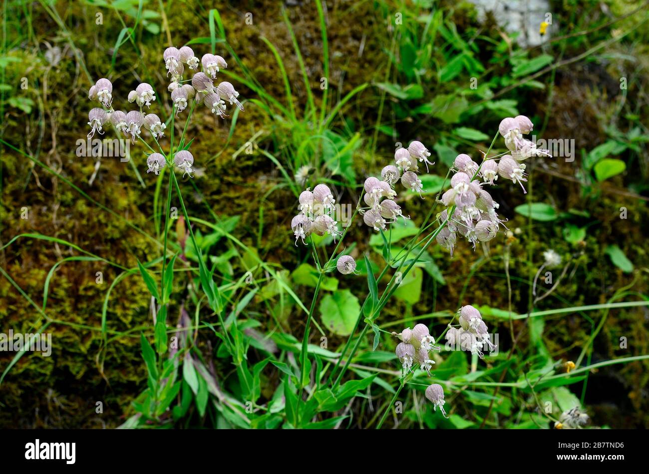 Austria, bladder campion Stock Photo - Alamy