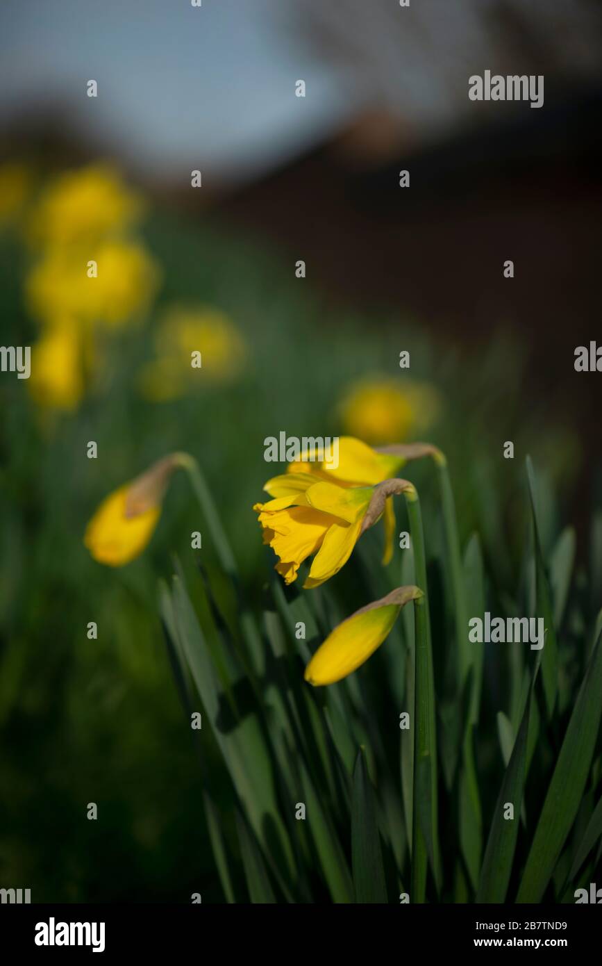 Spring is around the corner hi-res stock photography and images - Alamy